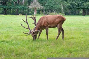 Do Deer Eat Hay Or Straw In Your Yard? • BowBlade
